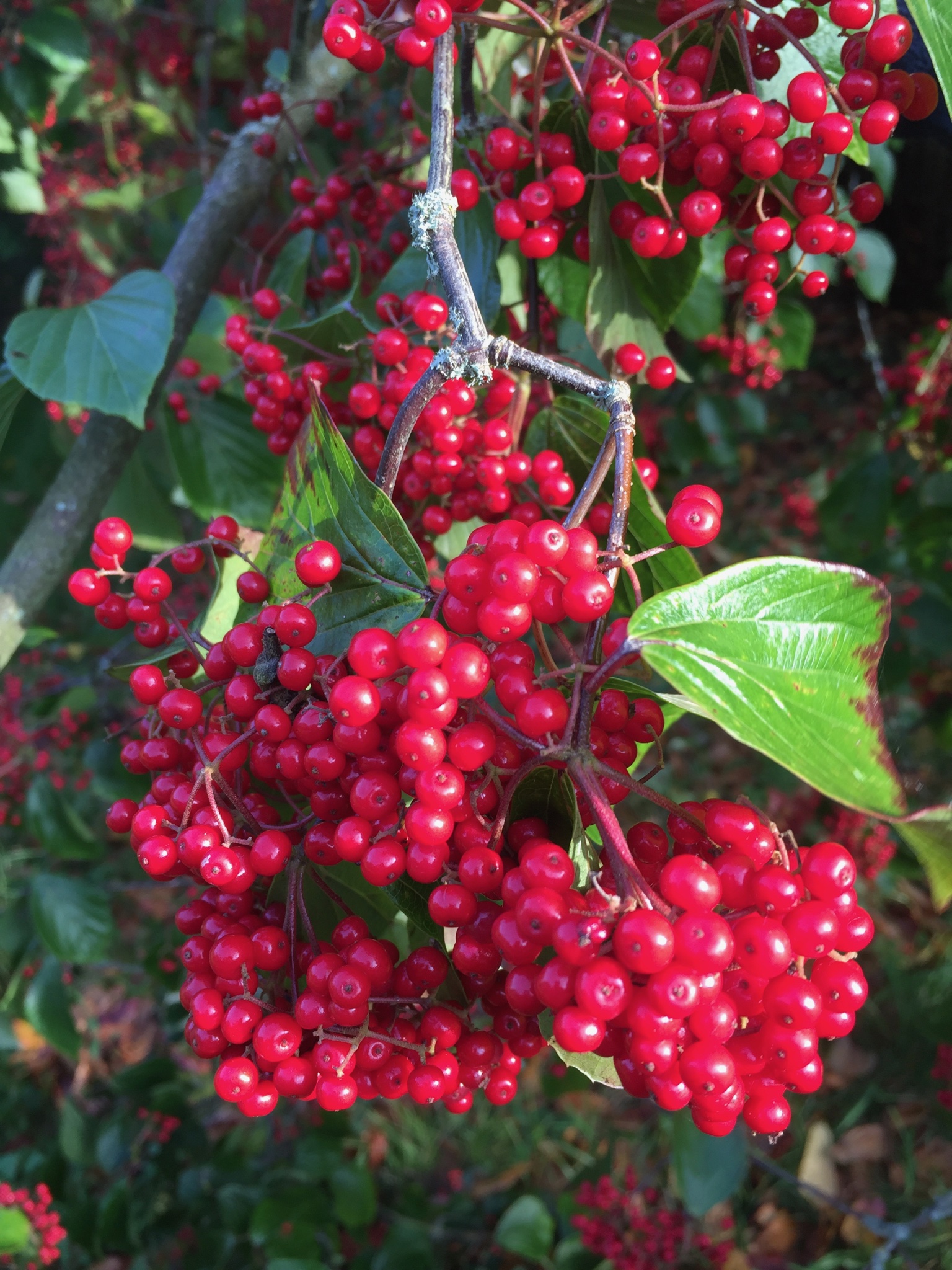 White House Farm Garden and Arboretum – Maurice Foster's collections of ...
