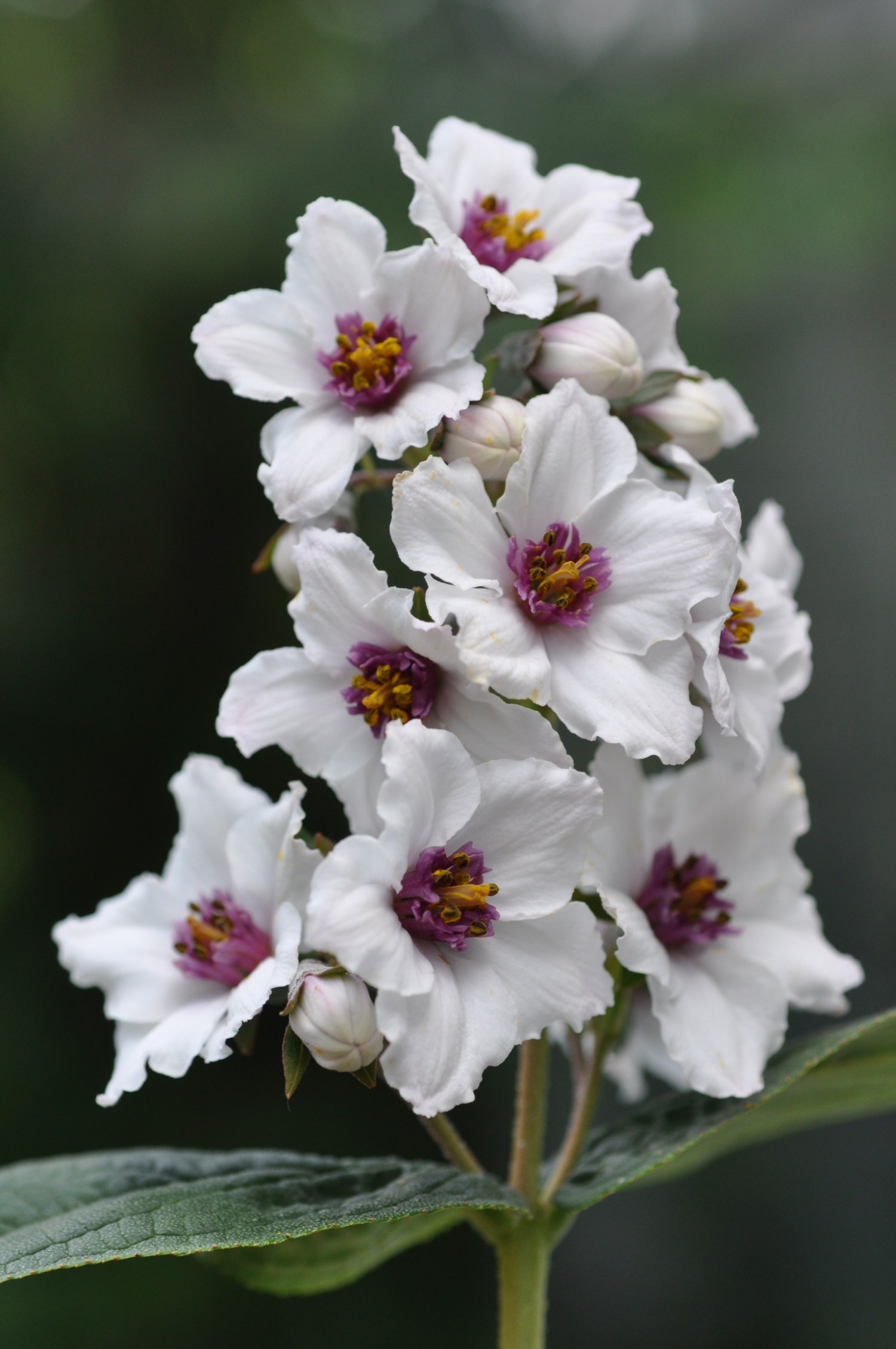 White House Farm Garden and Arboretum – Maurice Foster's collections of ...