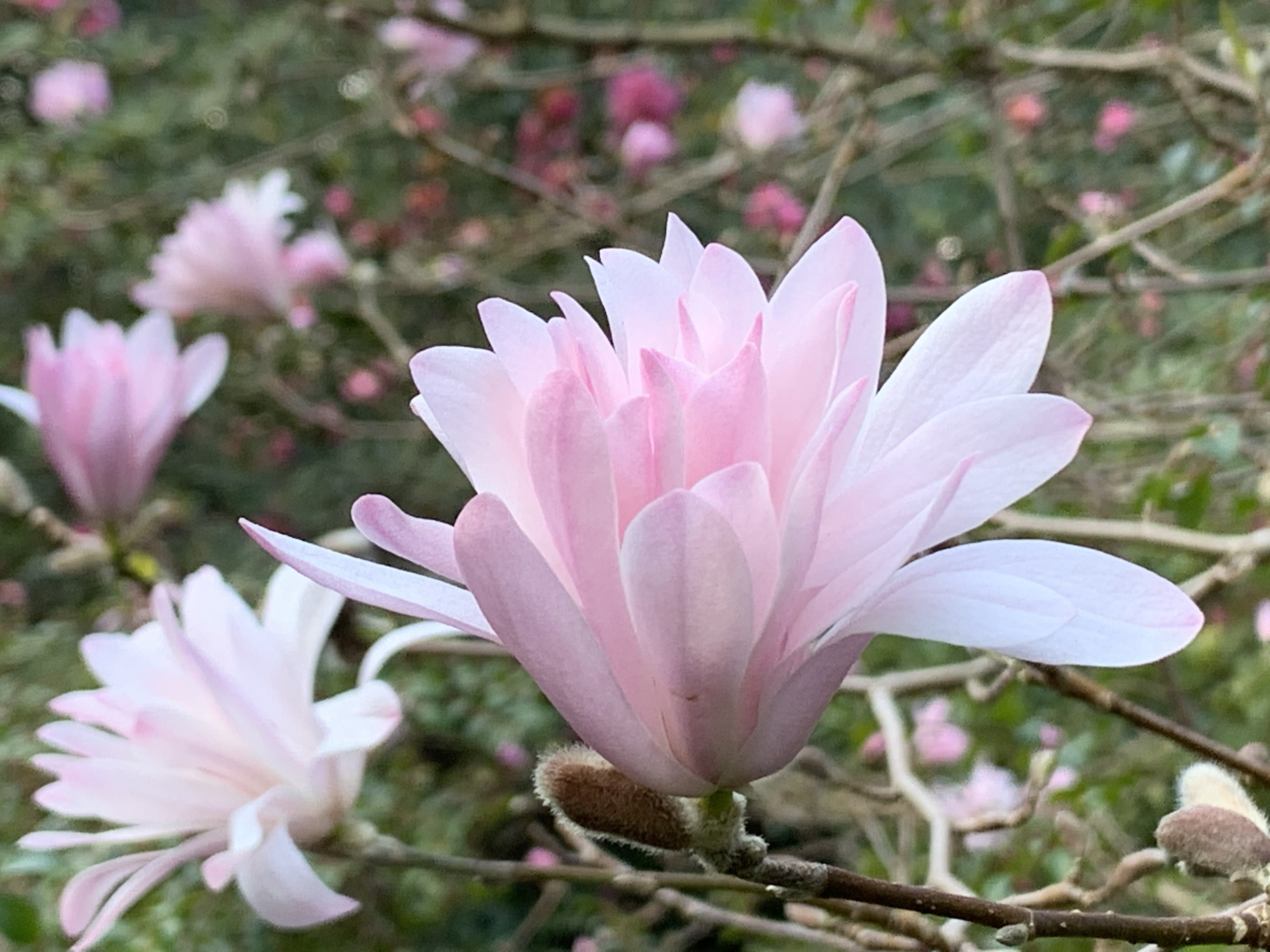 MAGNOLIA STELLATA JANE PLATT – White House Farm Garden and Arboretum