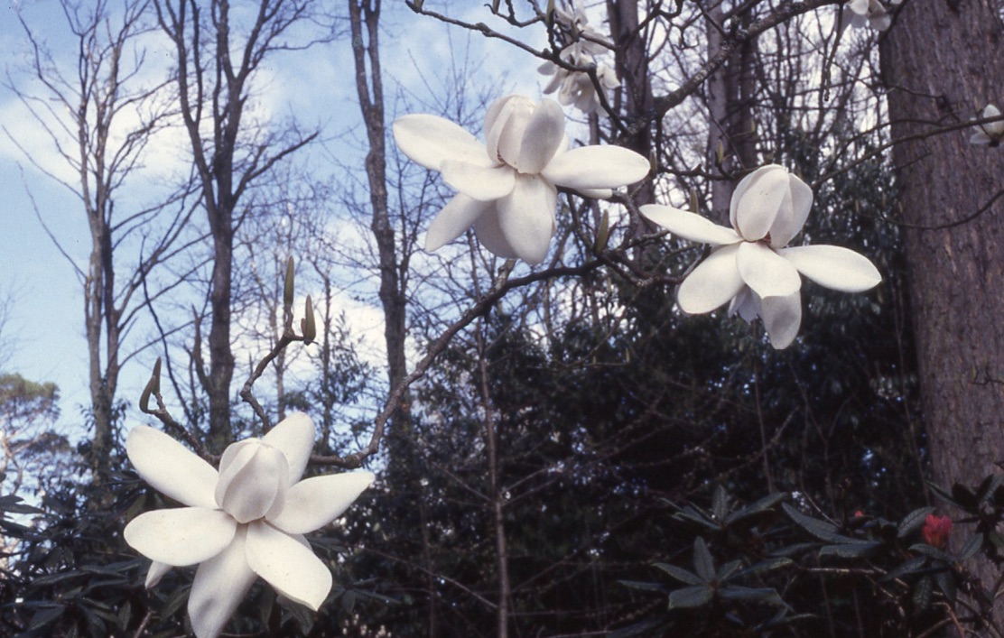 The majesty of Magnolia campbellii – White House Farm Garden and Arboretum