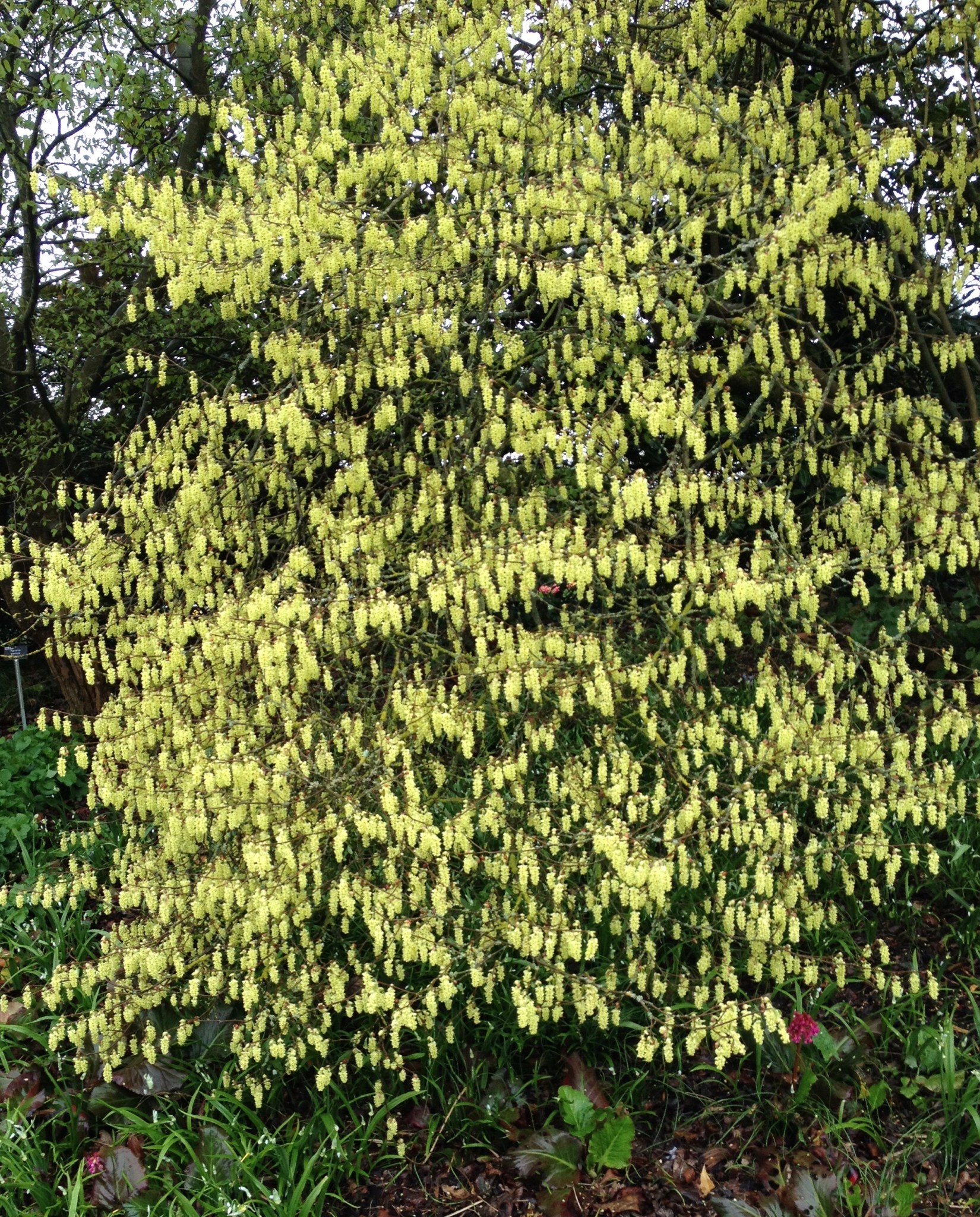 Corylopsis: a breath of spring – White House Farm Garden and Arboretum